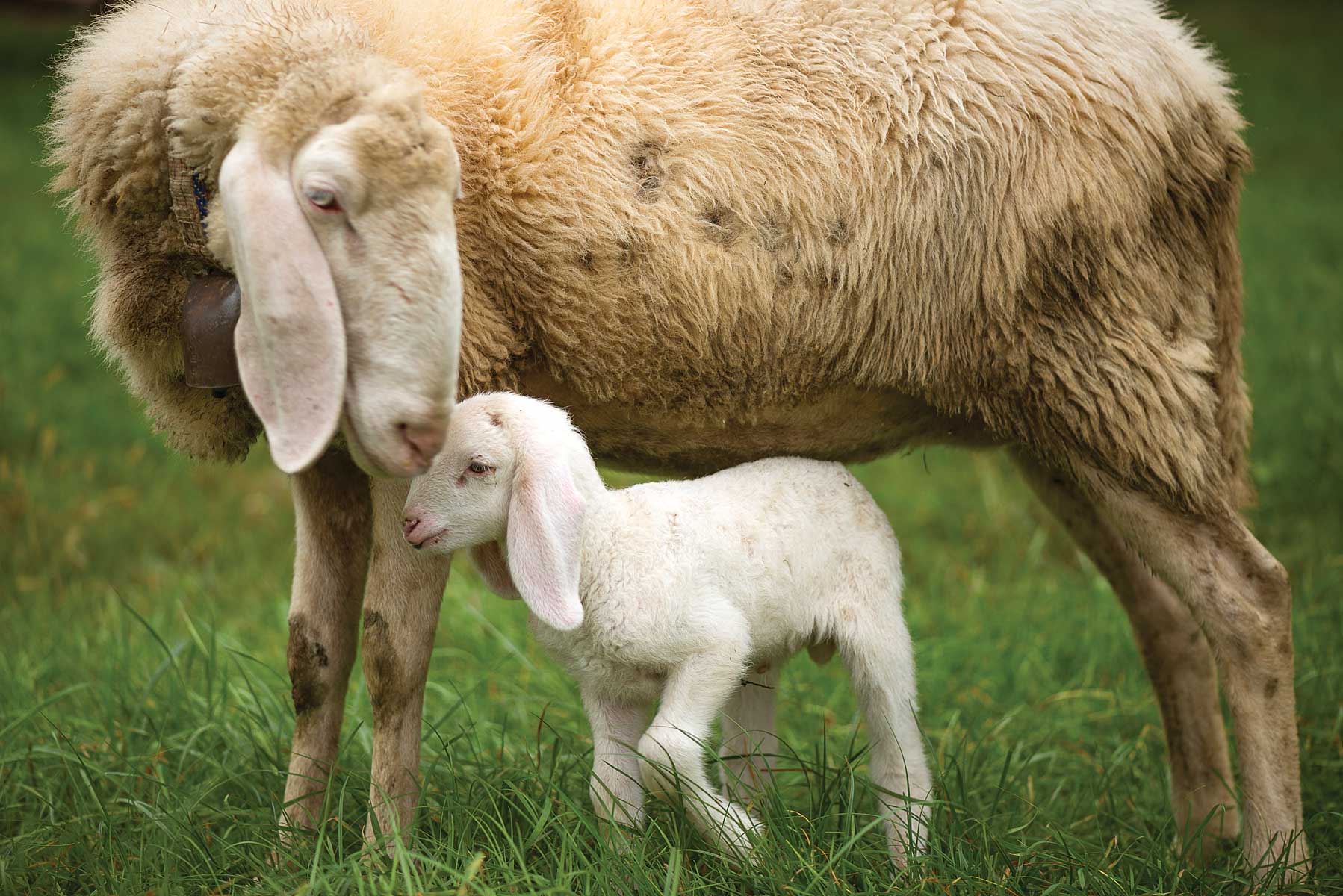 Lambing 101: Animal Husbandry for Newborns - Grit